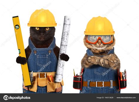 Hard Hat Cat Cat Chit Chat Cat Wearing Hard Hat Lines Up With