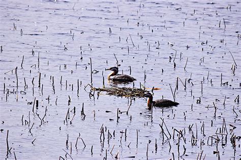 Spring Migration