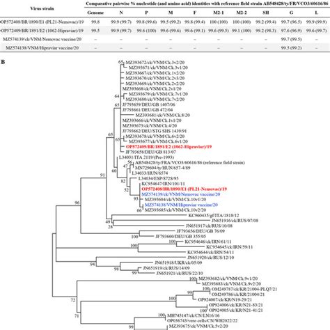 A Comparative Pairwise Identities Of The Complete Genome And Protein Download Scientific