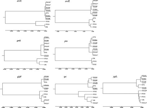 Phylogenetic Neighbor‐joining Tree Of Suspected Staphylococcus Download Scientific Diagram