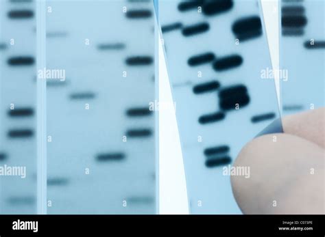 Nucleotide Sequence Hi Res Stock Photography And Images Alamy