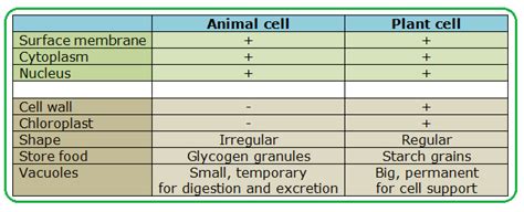 Structure Biology Notes For Igcse 2014