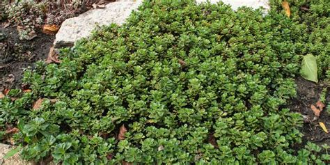 Ground Cover Impact Landscapes Llc