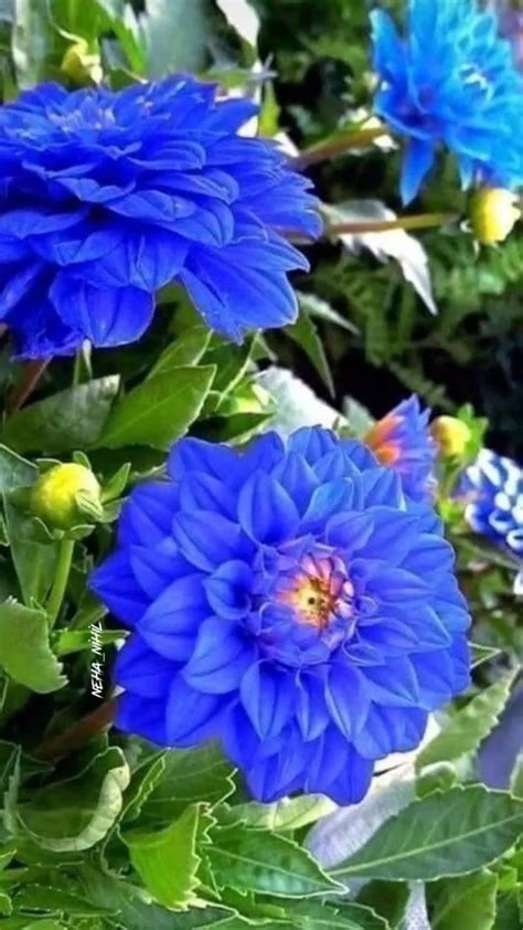 Good Morning Amazing Flowers Rose Flower Pictures Pretty Flowers