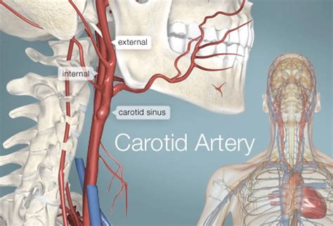Carotid Artery Human Anatomy Picture Definition Conditions And More