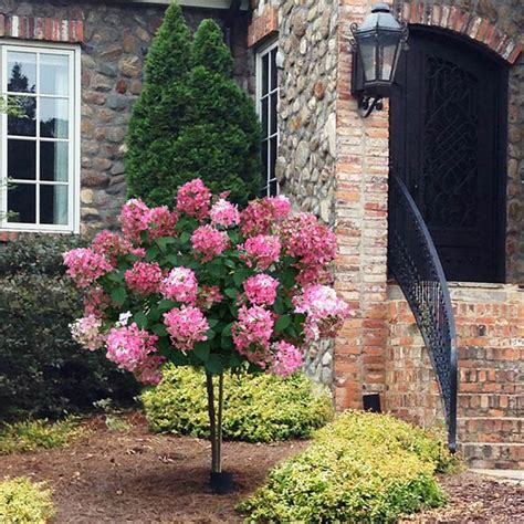 Fire Light® Hydrangea Trees For Sale