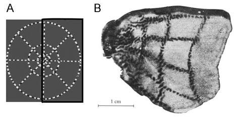Retinotopic Organization Of The Primary Visual Cortex V The Download Scientific Diagram