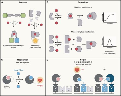 Modular Protein Structures