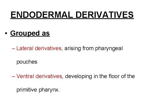 Pharyngeal Arches Primitive Pharynx Stomodeum Hind Brain Vesicle