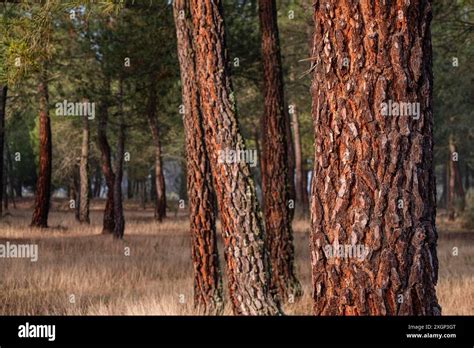 Resin Extraction In A Pinus Pinaster Forest Montes De Coca Segovia