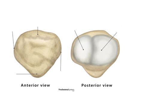 Patella Labeled Diagram Quizlet