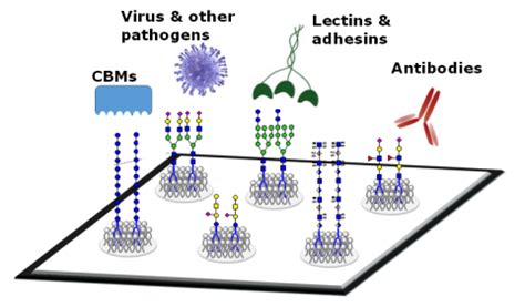 Glycan Microarray Assay Creative Proteomics