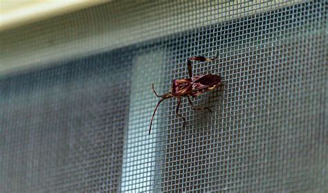 Tips On How To Bug Proof Your Windows Beissel Window Siding