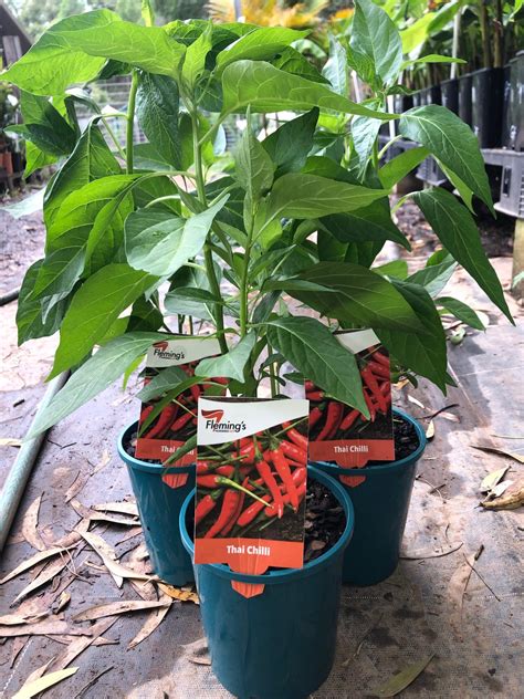 Thai Chilli Ross Creek Tropicals