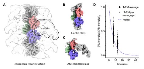Time Resolved Cryo Em Microsecond Time Resolved Cryo Electron