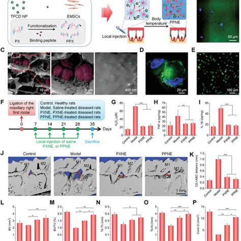 A Multifunctional Stem‐cell Niche Based On Peptide‐functionalized Download Scientific Diagram