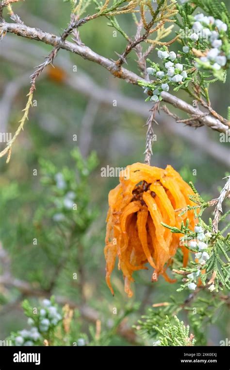 Juniper Apple Rust Gymnosporangium Juniperi Virginianae Fungi Stock