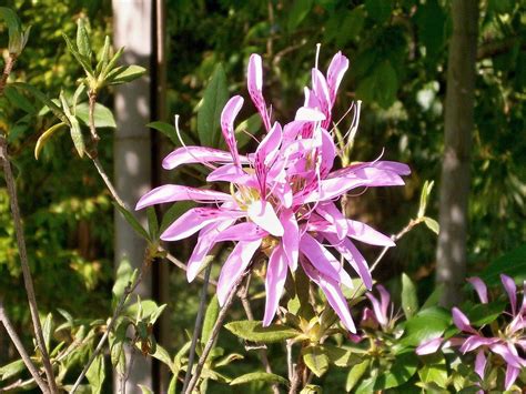 1,000+ Free Azalea & Nature Photos - Pixabay