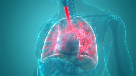 Nuove Terapie Per La Bronchite Cronica Cremonaoggi