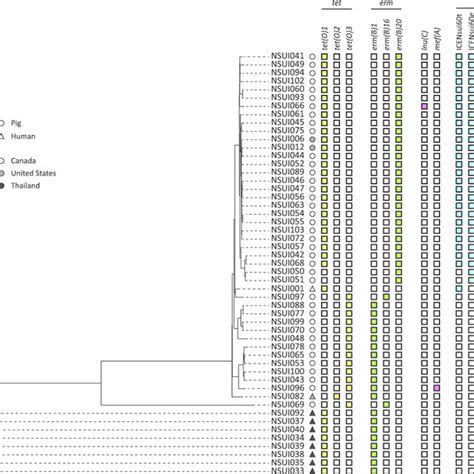 Presence Of Ices And Antimicrobial Resistance Encoding Genes In The 51 Download Scientific