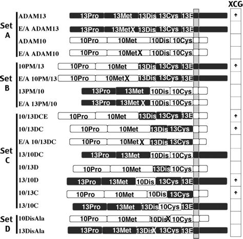 Schematic Representation Of Adam10 And 13 Constructs Domains Between Download Scientific