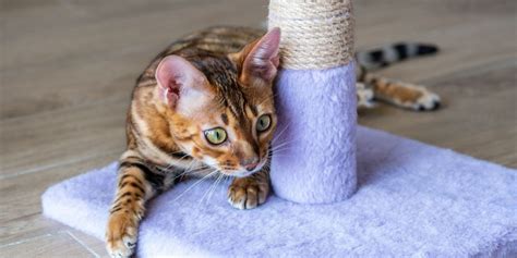 How To Get Your Cat To Use A Scratching Post