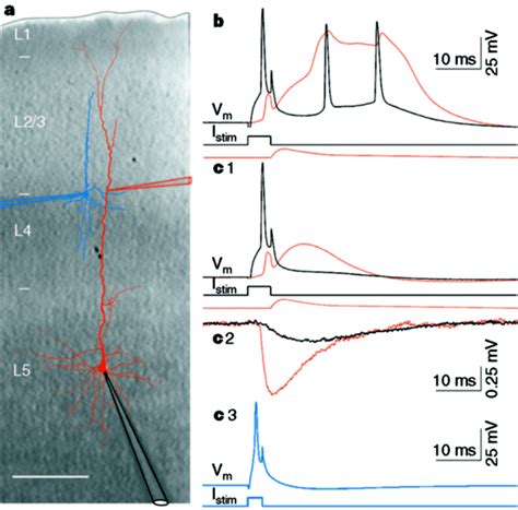 A New Cellular Mechanism For Coupling Inputs Arriving At Different Cortical Layers Nature