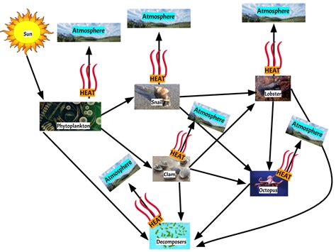 Diagram Of Food Webs And Energy Flow Quizlet