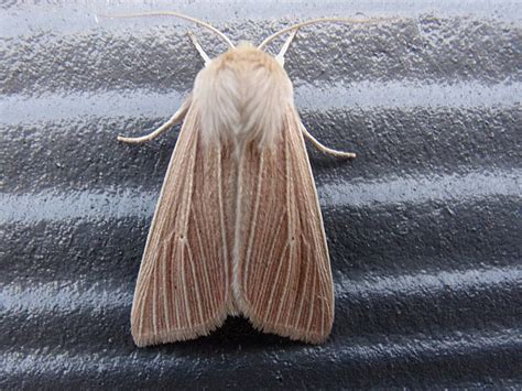Smoky Wainscot Moth By Tonydy Ephotozine