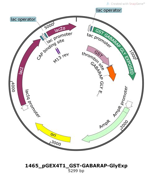 Addgene Pgex 4t1gst Gbrp