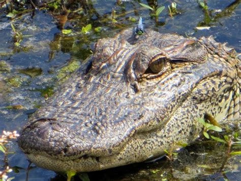 Alligators Are Always Erect And More Weird Reptile Genitalia