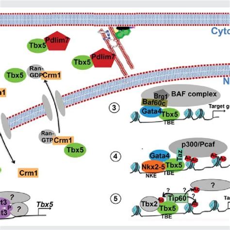 T Box Genes Regulate Early Myocardial Patterning Schemes Depicting The Download Scientific
