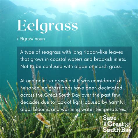 Why You Should Care About Eelgrass Great South Bay Word Of The Week