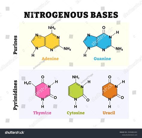 Different Types Nitrogenous Base Molecule Types Stock Vector Royalty Free 2595882401