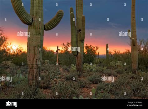Saguaro Cactus Landscape With Monsoon Sunset Clouds In The Distance