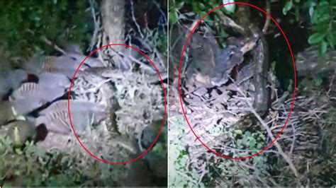 Python Manages To Escape Despite Deadly Attack By Angry Mongoose Gang Video India Today