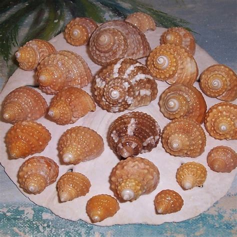 Orange Seashells Etsy