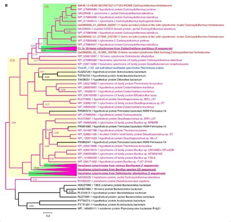 Consensus Trees Constructed After Bayesian Inference Of Phylogeny