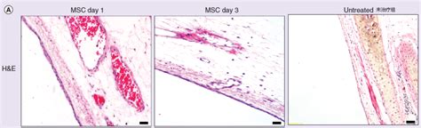 揭秘干细胞四大功能：（一）组织再生 知乎