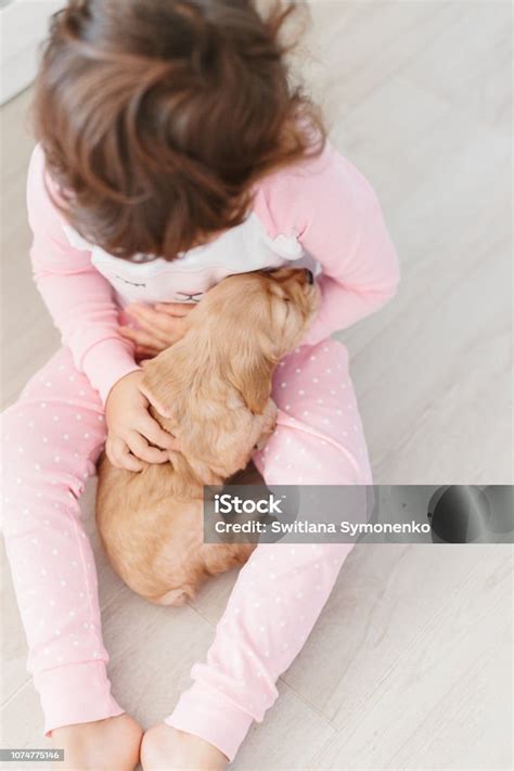 귀여운 작은 소녀 개 영어 코 커 발 바리 강아지 집에서 놀고 2 3 살에 대한 스톡 사진 및 기타 이미지 2 3 살 가정