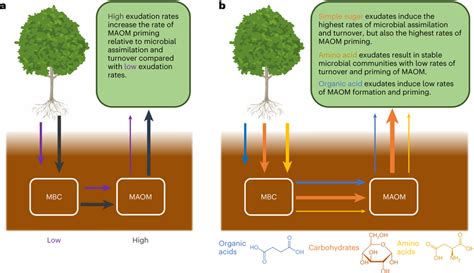 Conceptual Framework Explaining Possible Roles Of Exudate Compound Type Download Scientific