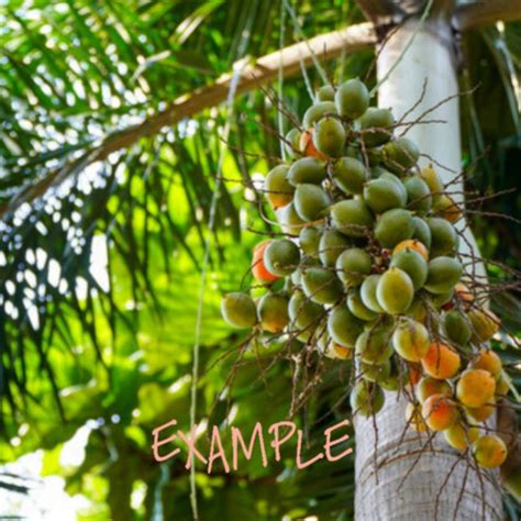 Buah Pinang Tua Muda Rm7 Satu Paket 10 Biji Shopee Malaysia