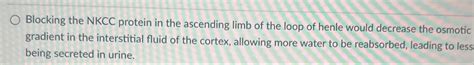 Solved Blocking The Nkcc Protein In The Ascending Limb Of