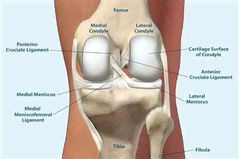 Left Knee Anatomy Ligaments