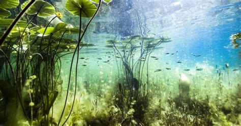 Lake Ecosystem Assignment Point