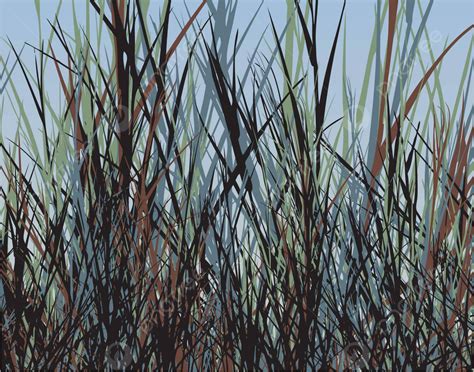 Grass Jungle Vector Pasture Rough Photo Vector Pasture Rough Png And