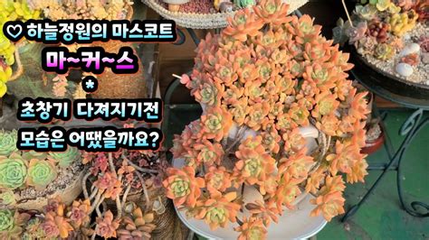 예쁜수형 만들기까지 웃자란세월 2년의 다지기 세월 ♥ 제라늄 꼬물이들 좀 살려주세요ㅠ 옥상하우스 옥상다육 다육
