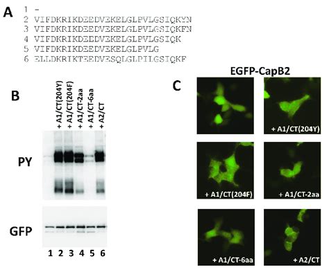 Effects Of Lckn Dsredex Tagged Capa C Terminal Domains On Activation
