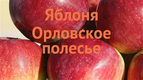 Яблоня Орловское Полесье Описание Фото – Telegraph