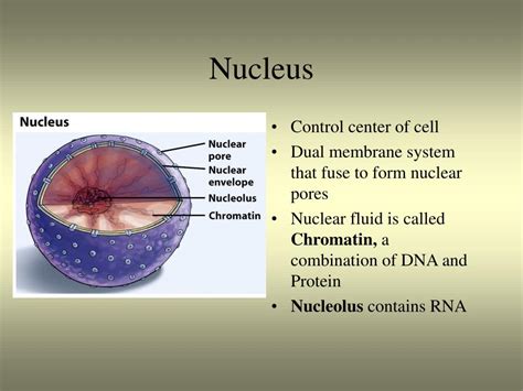Ppt A Tour Of The Cell Powerpoint Presentation Free Download Id